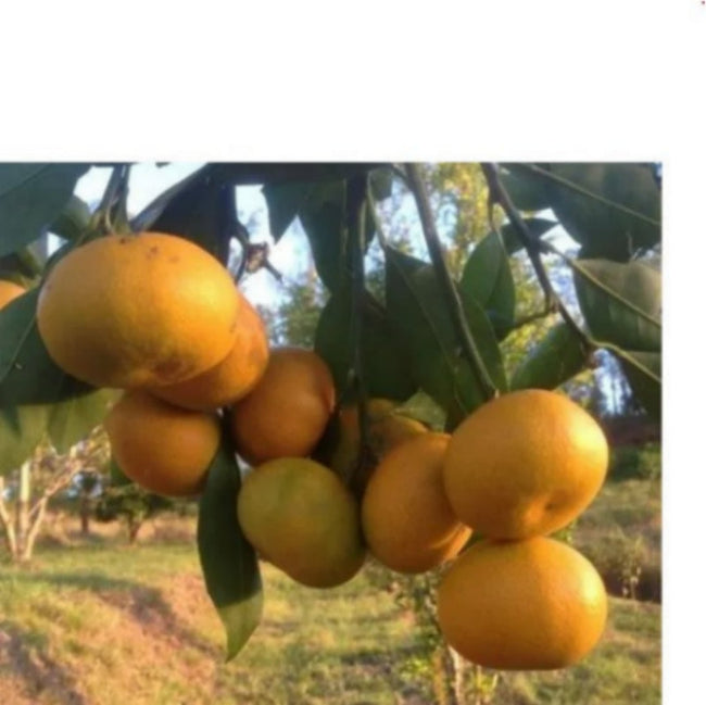 Satsuma mandarin ‘Okitsu Wase’ - Buy Online | Farm Fresh Direct