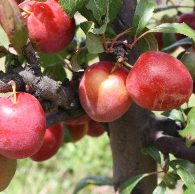 Plum Hawera - Buy Online | Farm Fresh Direct
